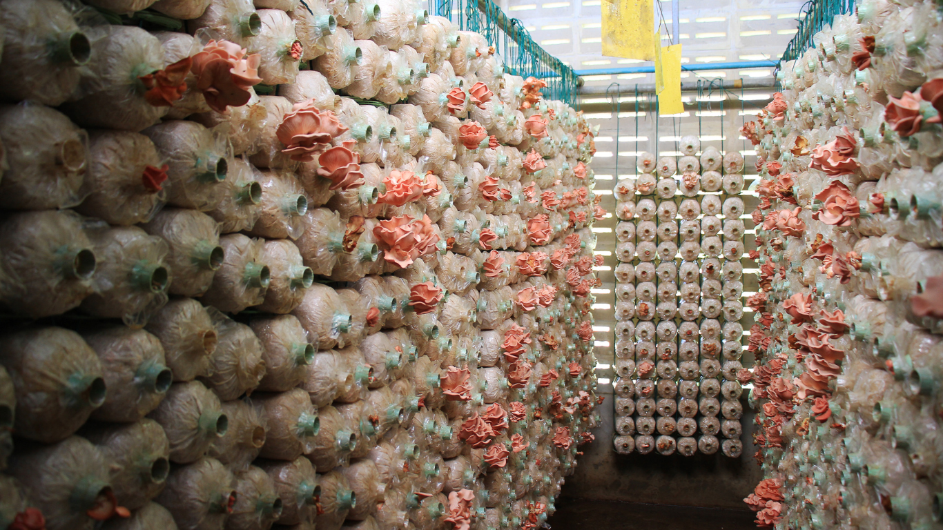 Designing the Right Cleanroom for Mushroom Production